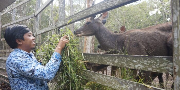 Ada Jenis Rusa Terbesar di Penangkaran Rusa Sambar, Kabupaten Lamandau ...
