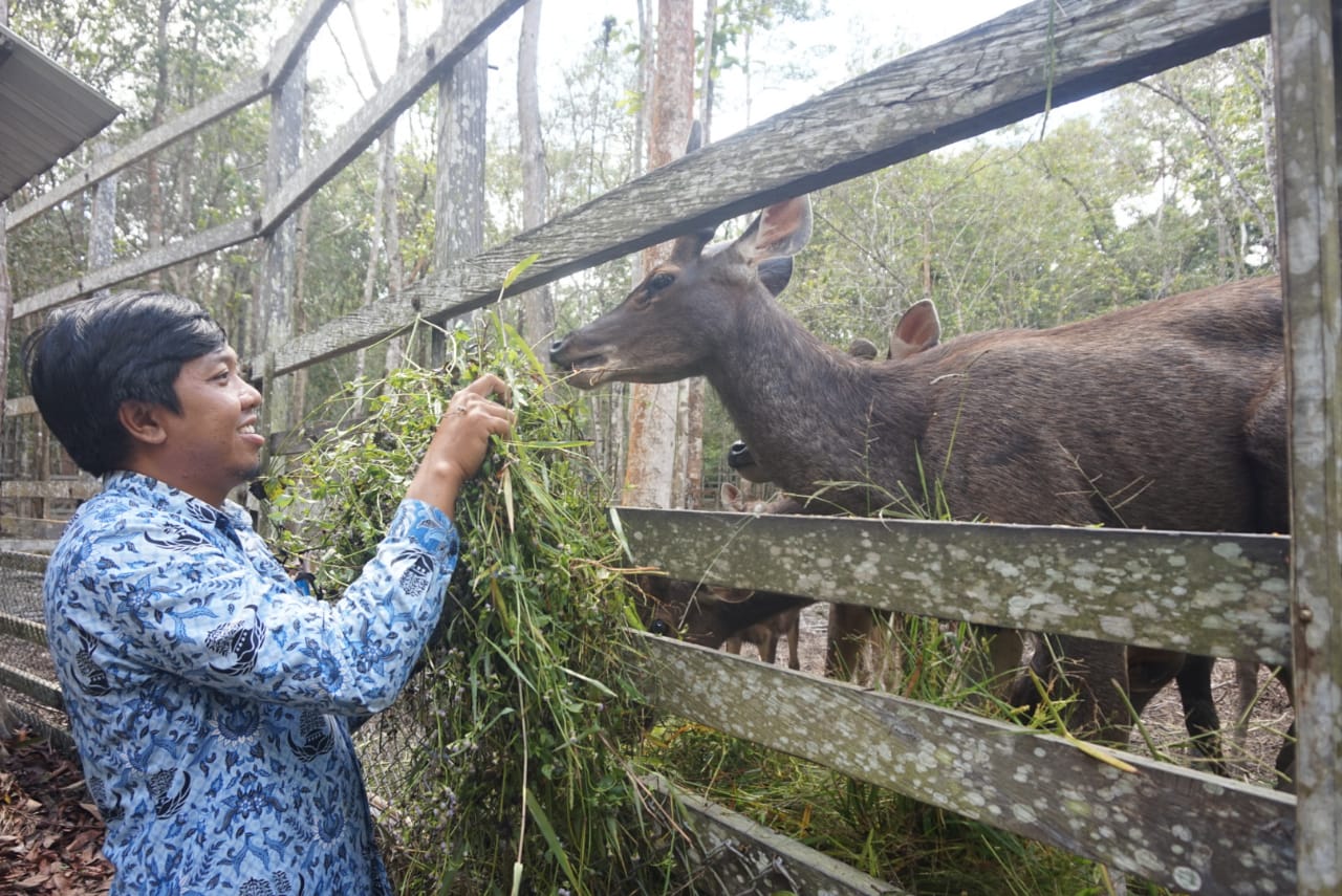 Ada Jenis Rusa Terbesar di Penangkaran Rusa Sambar, Kabupaten Lamandau ...