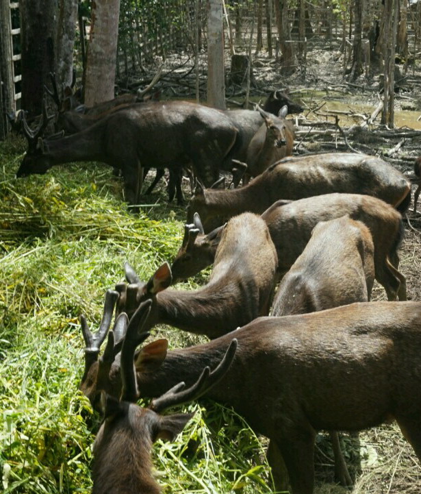 Ada Jenis Rusa Terbesar di Penangkaran Rusa Sambar, Kabupaten Lamandau ...
