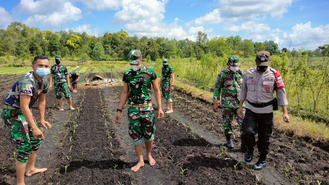 Kodim Buka Lahan Demplot Tanaman Jagung - Kalteng.co - Selalu Update ...