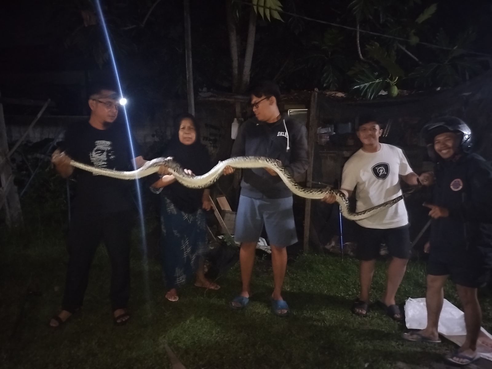 Tim Animal Rescue ERP Evakuasi Piton di Kandang Ayam Jalan Rajawali ...