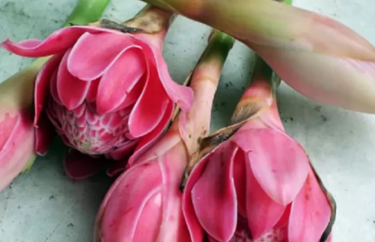 Kecombrang: Rempah Ajaib yang Kaya Manfaat untuk Kesehatan - Kalteng.co ...